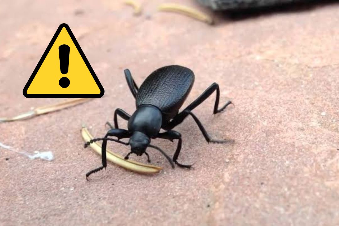 Lluvia en Aguascalientes: ¿Por qué hay más pinacates cuando llueve?