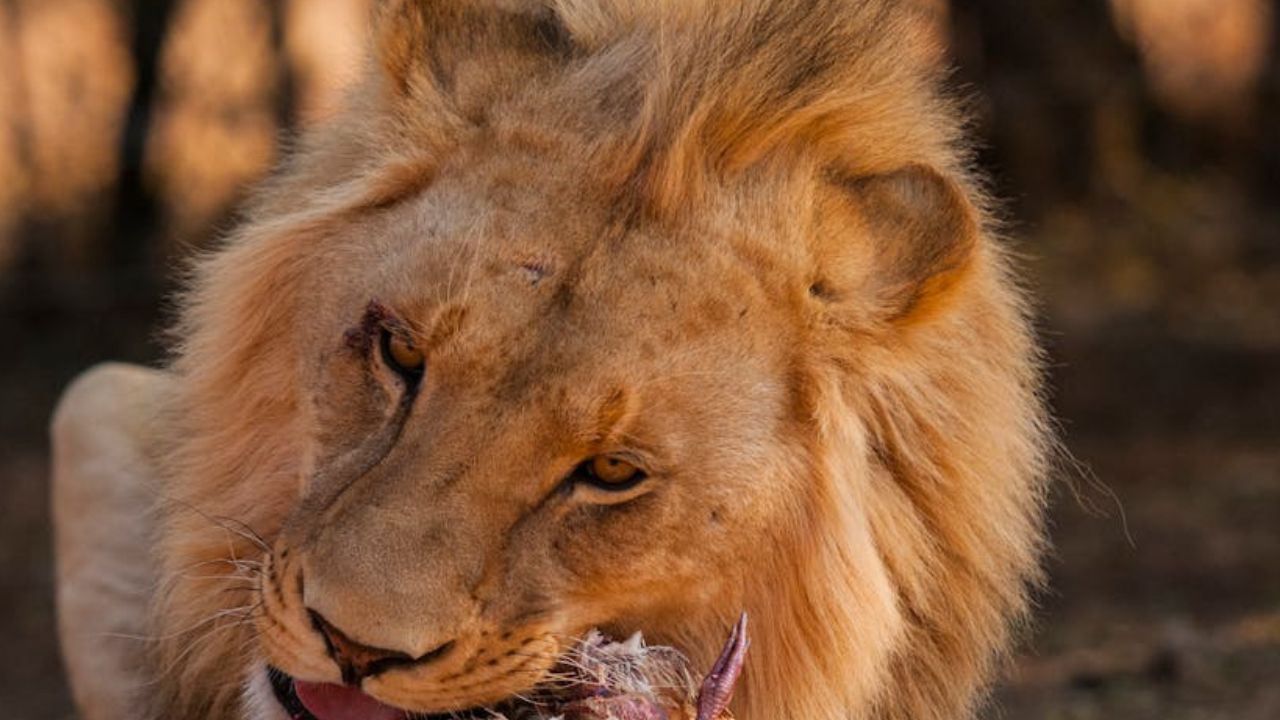 León entra a supermercado y desata el caos