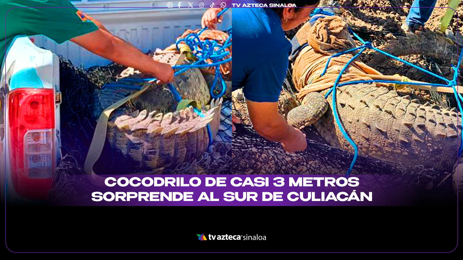 Cocodrilo de casi 3 metros sorprende en el sur de Culiacán (VIDEO)