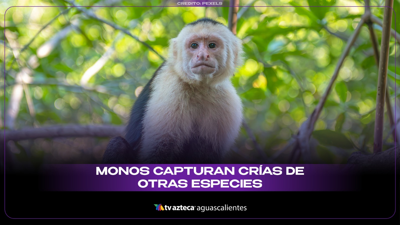 Monos capuchinos en Panamá capturan crías de monos aulladores en raro ...