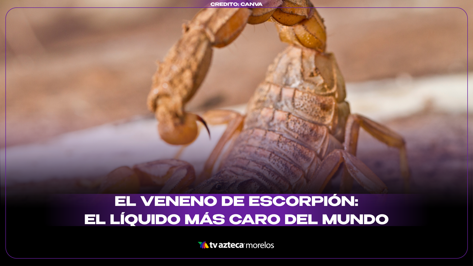 El veneno de escorpión: el líquido más caro del mundo
