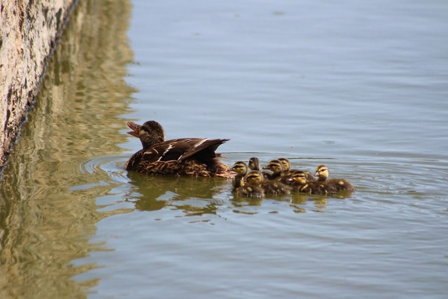 Nacen polluelos de Pato Mexicano en Parque Central