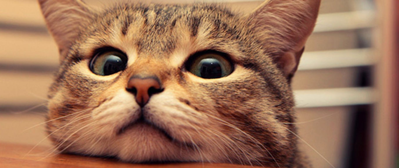 ¿Por qué y cómo es que ronronean los gatos?