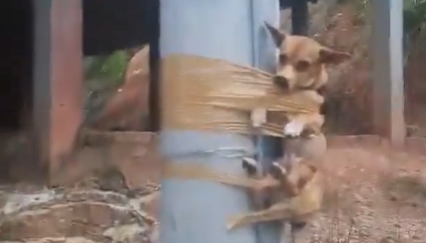 ¿Qué pasó con el perrito amarrado en un poste en Colombia?