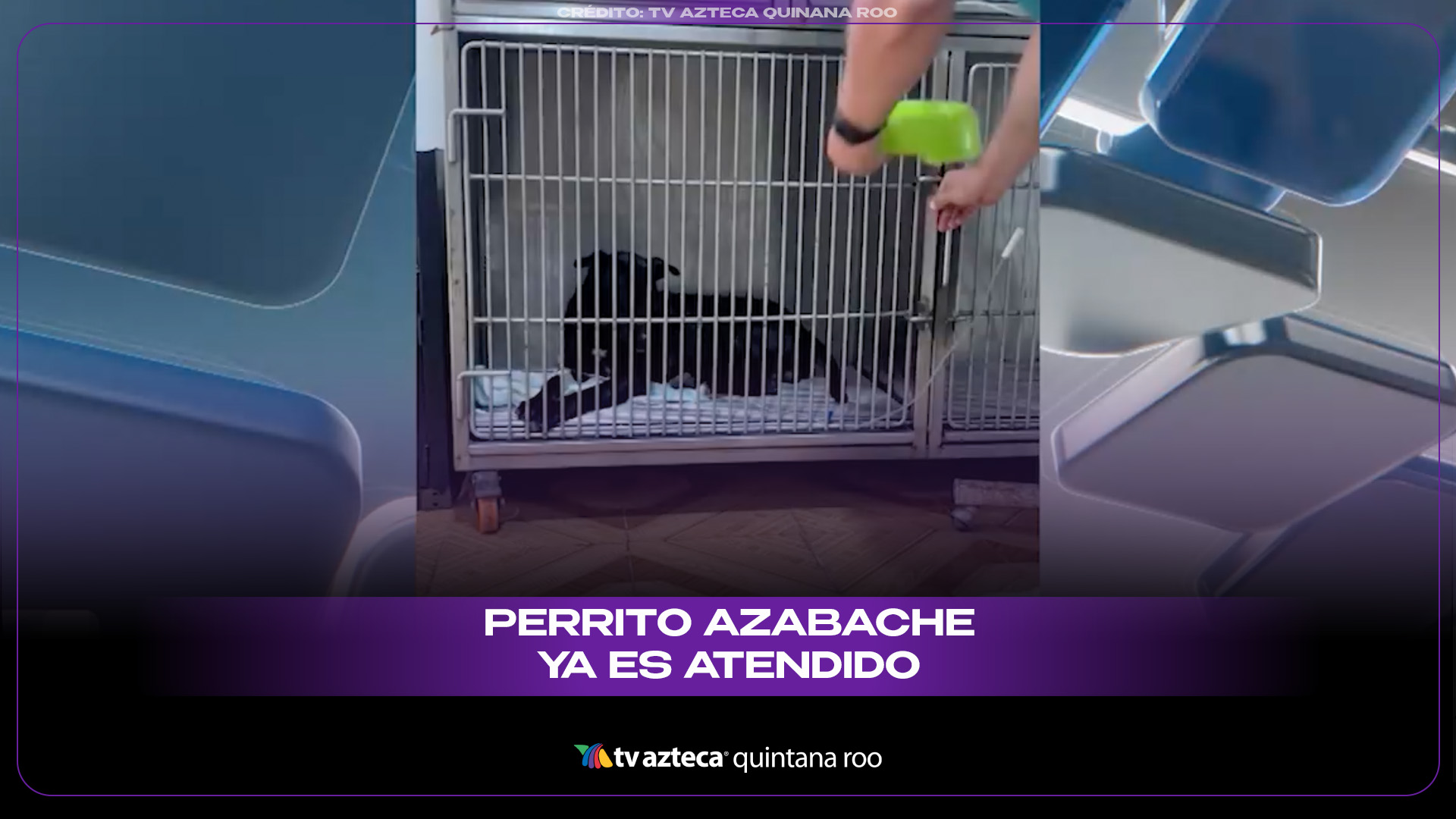 VIDEO: Perrito 'Azabache' está siendo atendido; fue aventado del cuarto ...
