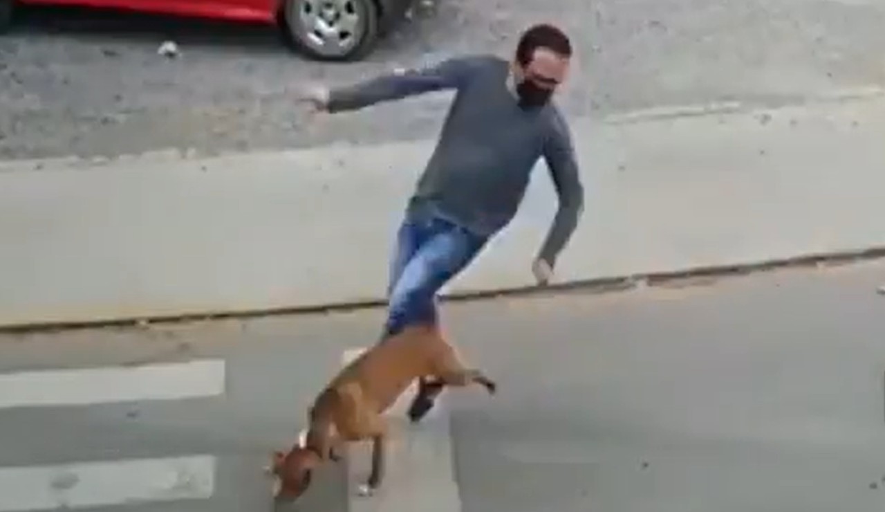 Perrito atropella a hombre y desata memes en redes sociales