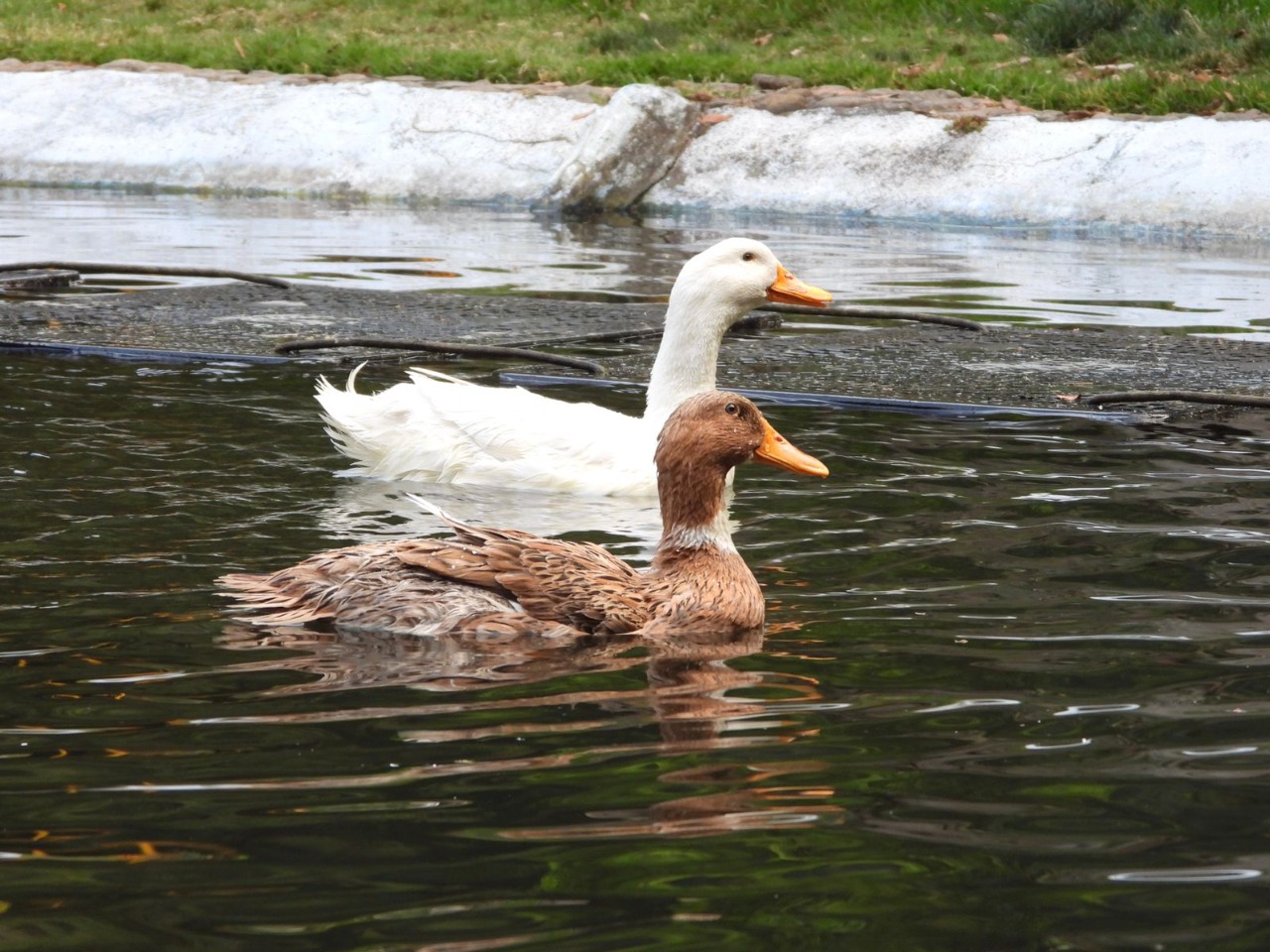 Rescatan a patos en CDMX, los llevan a vivir a Los Dinamos