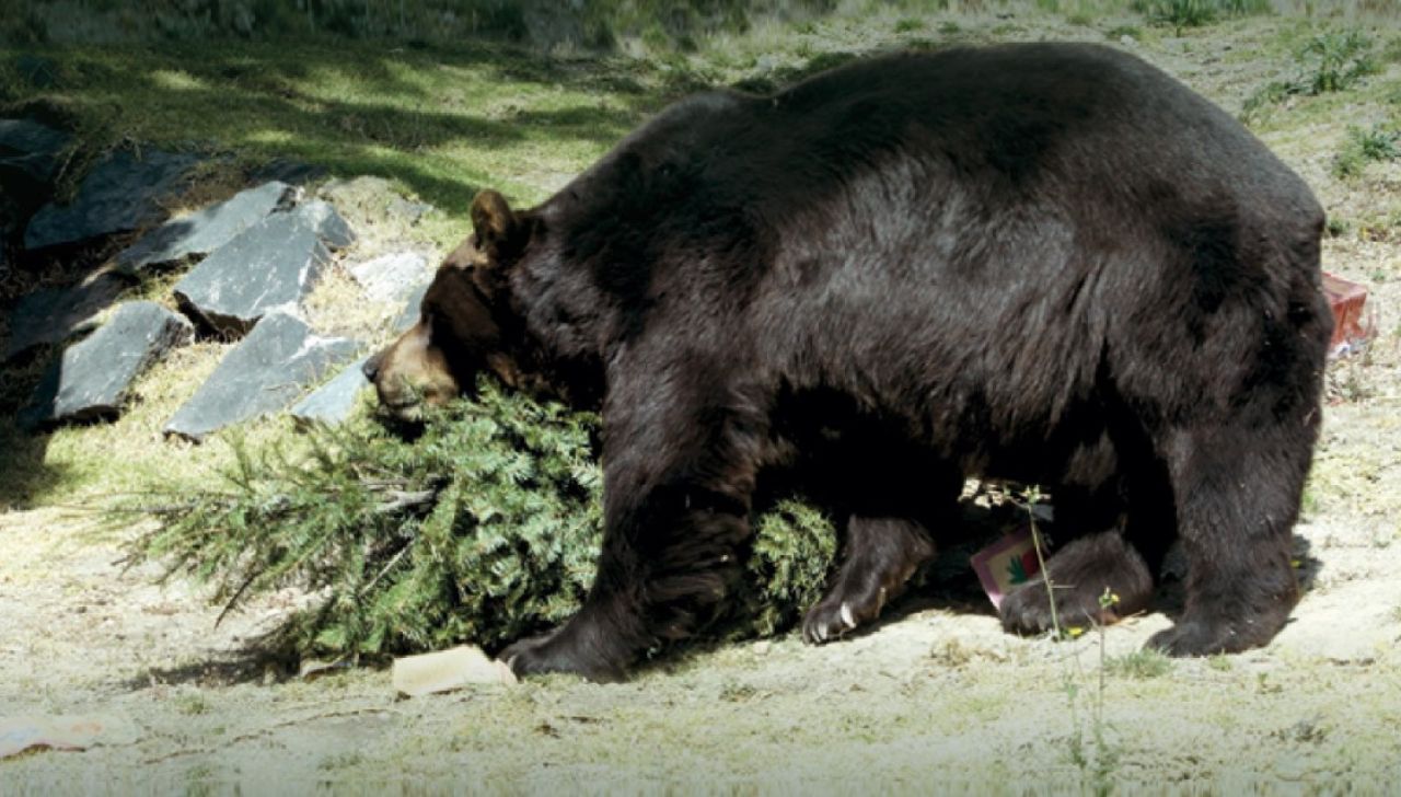 Animales del zoológico disfrutan de los árboles de Navidad naturales