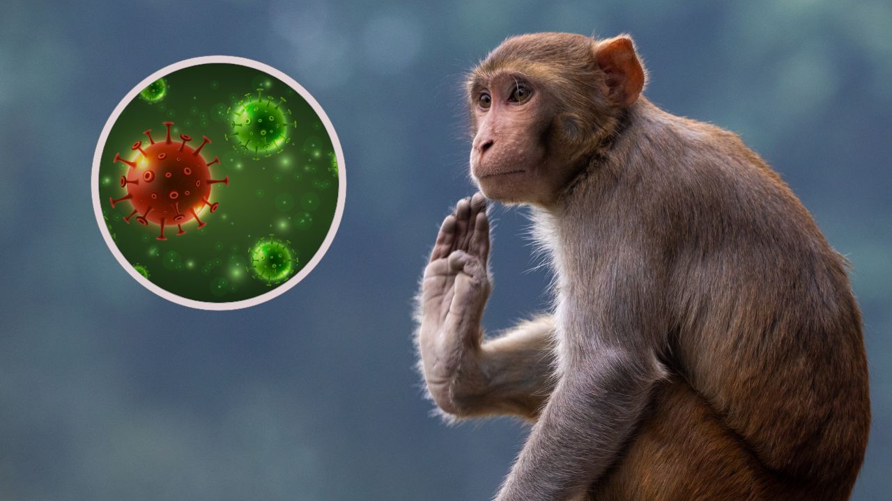 🦠Estos son los síntomas del Virus B; humano se contagió al ser mordido ...