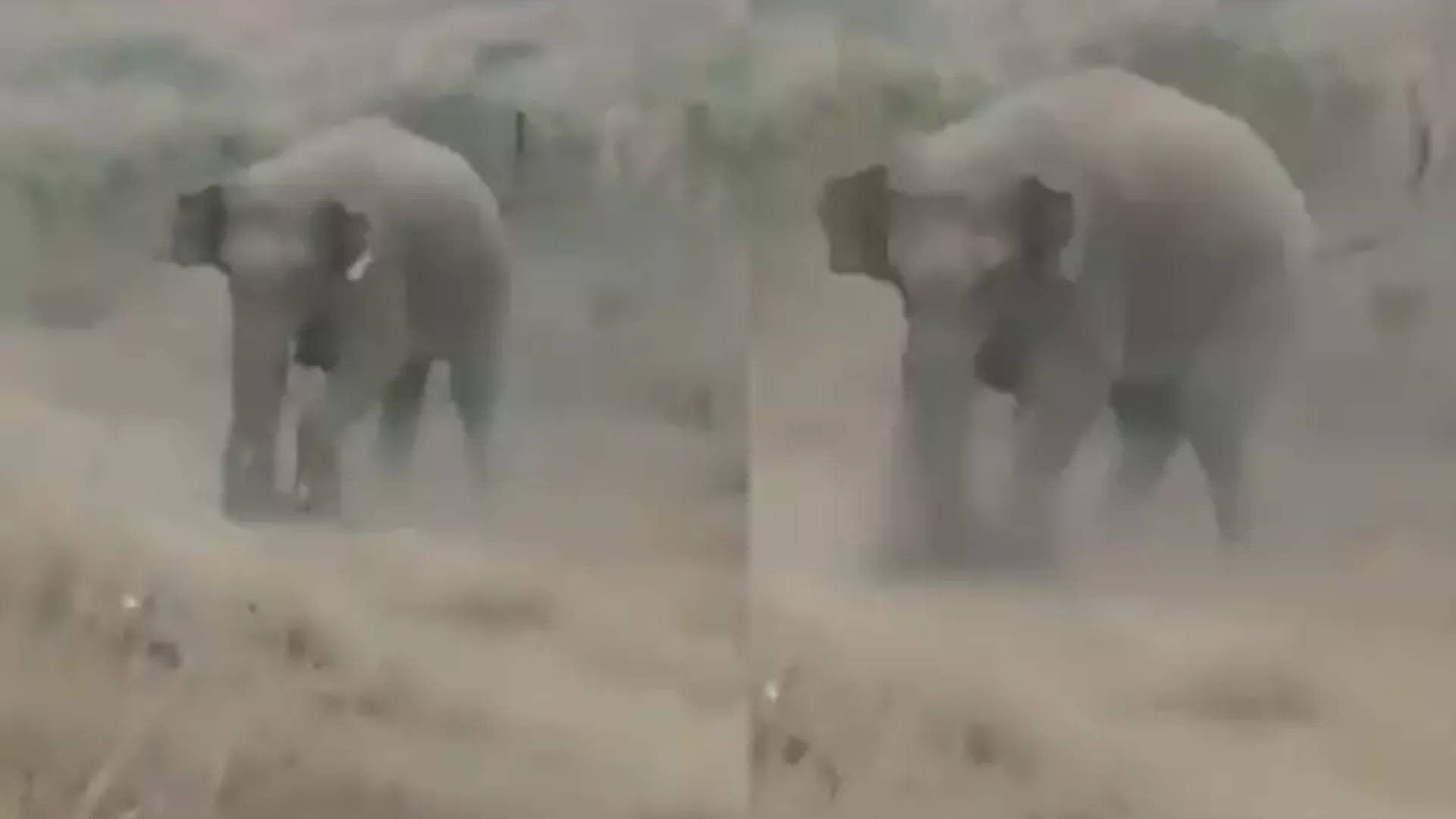 Impactante video: Elefante embiste y mata a un hombre que buscaba una selfie en la India