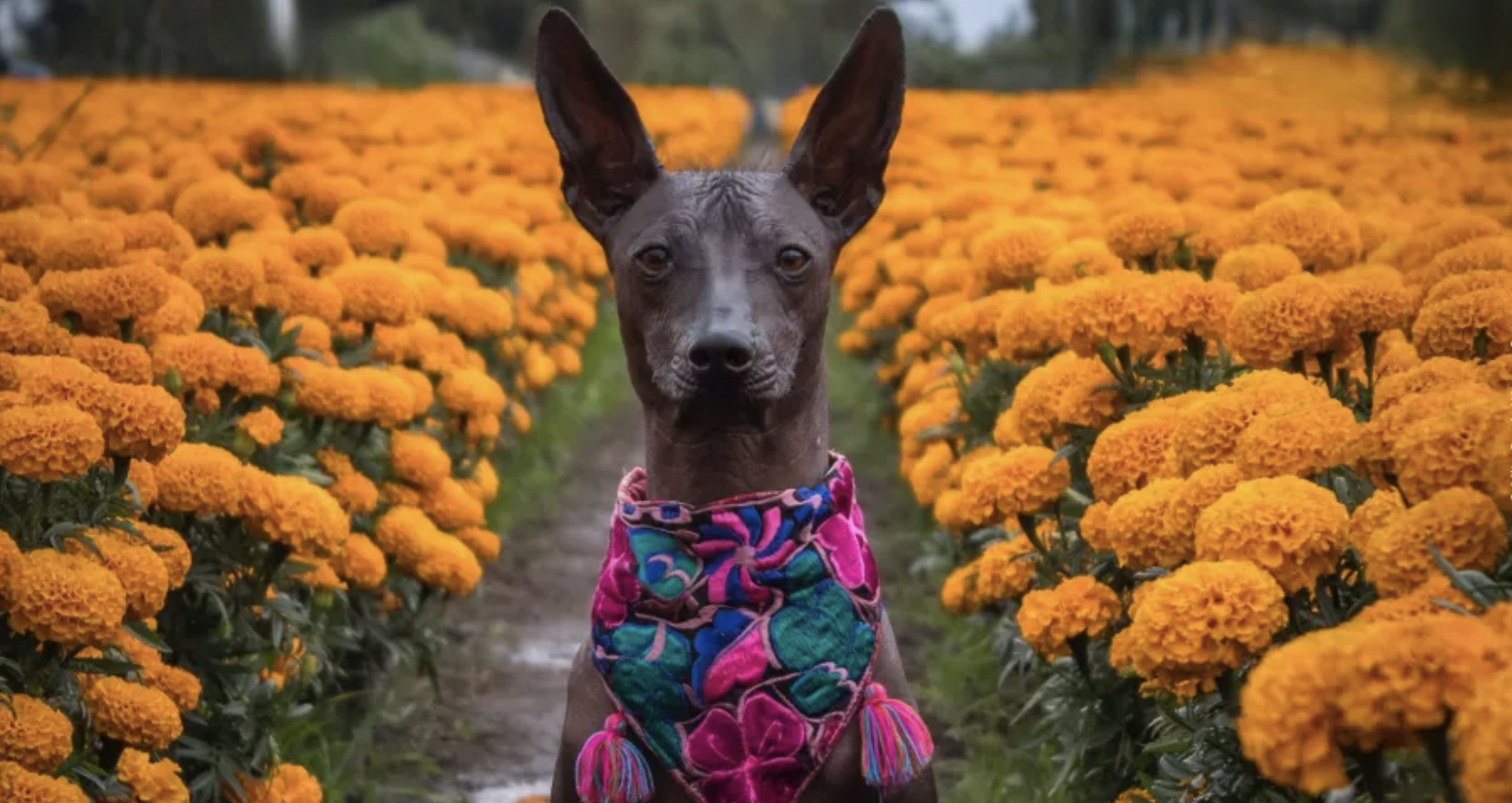 Xoloitzcuintle en el día de muertos: significado y leyenda del Mictlán