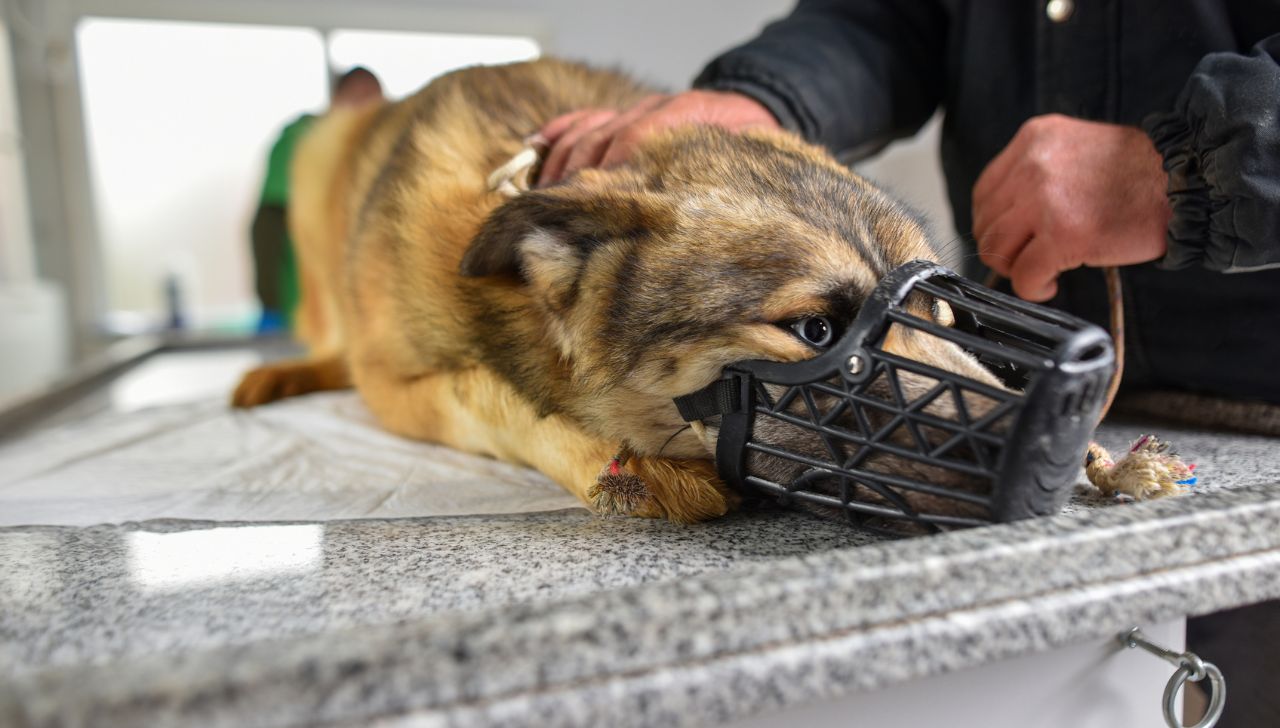 ¿Hay casos de rabia humana en México? Esto dice la Secretaría de Salud