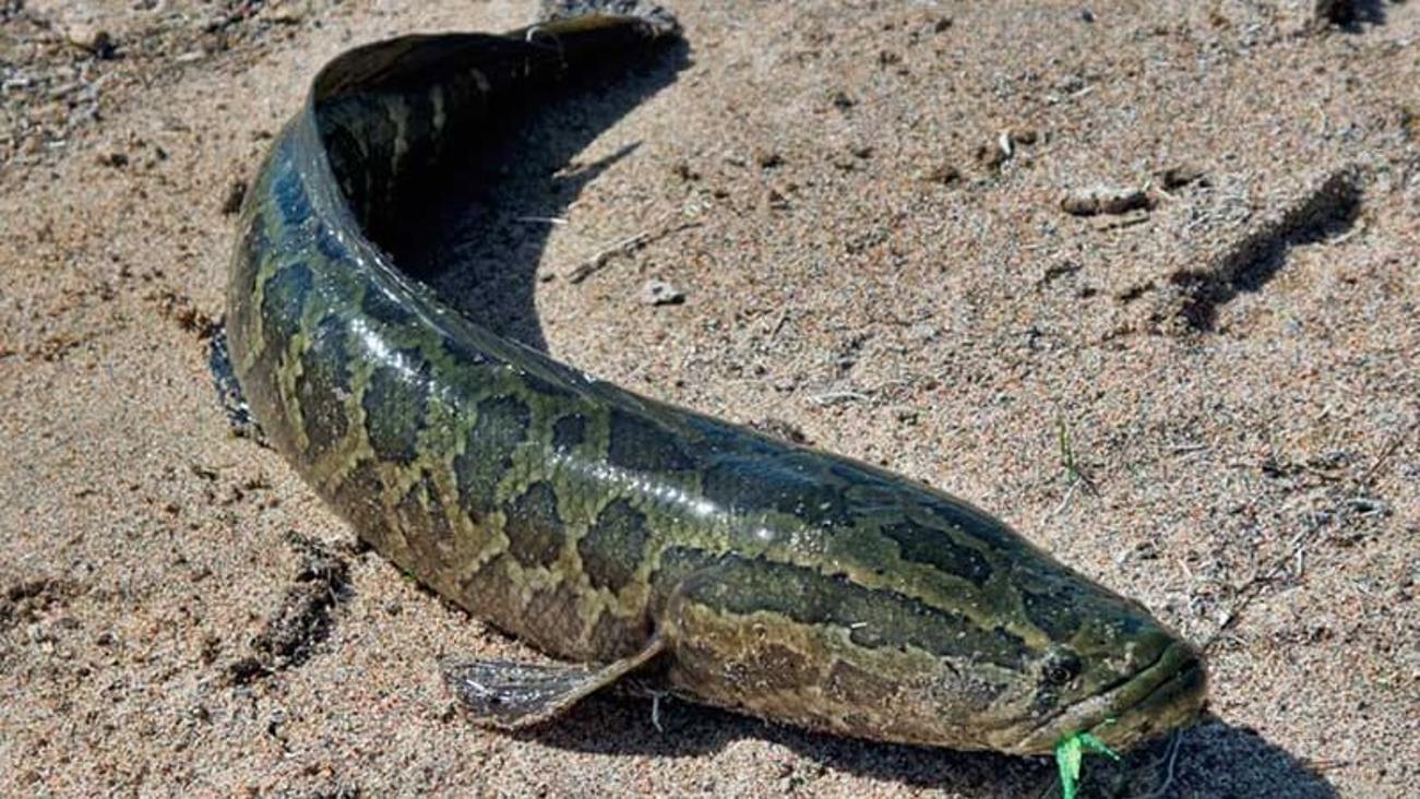 VIDEO: Emiten alerta en EUA por extraño pez que camina fuera del agua
