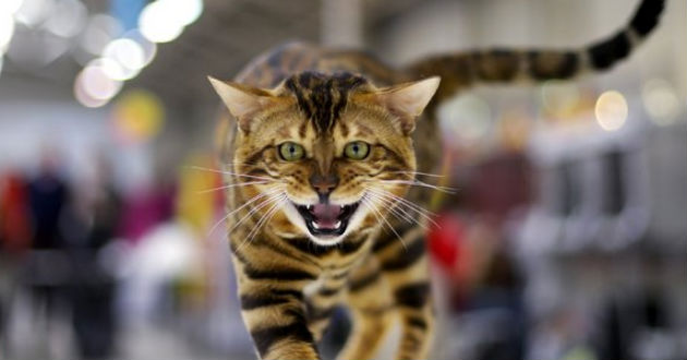 Día Internacional del Gato: ¿Por qué se celebra 3 veces el día del gato ...