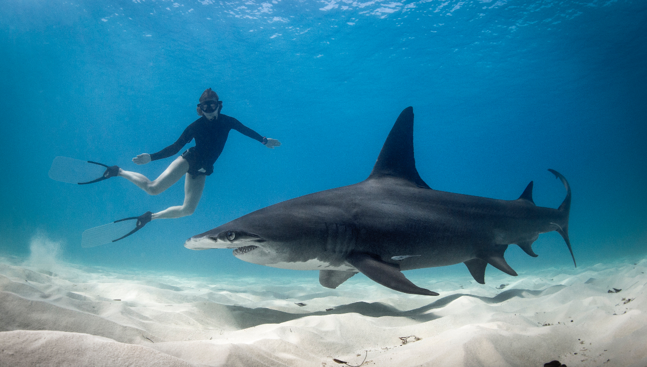 Turista pierde las dos manos; se quiso tomar fotos con un tiburón
