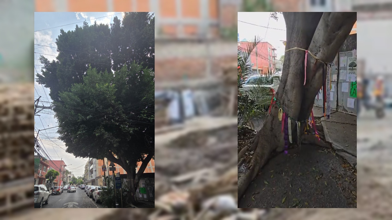 La historia de 'Laureano, árbol de más de 100 años en CDMX que temen sea dañado por una construcción
