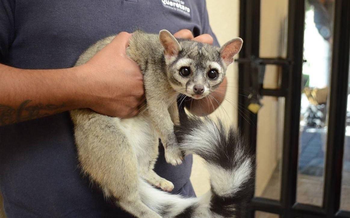 ¿A dónde reportar un cacomixtle en Querétaro fuera de hábitat natural?