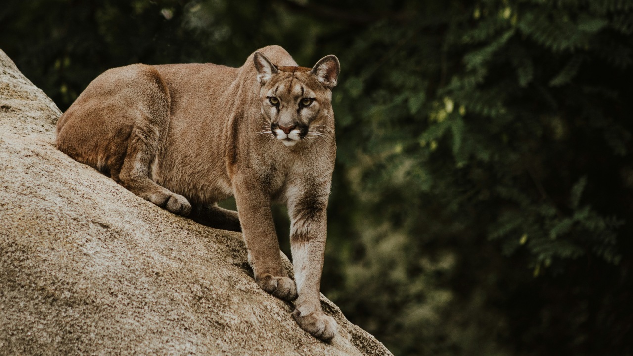 Ataque de puma en Estados Unidos: niño de 4 años quedó herido