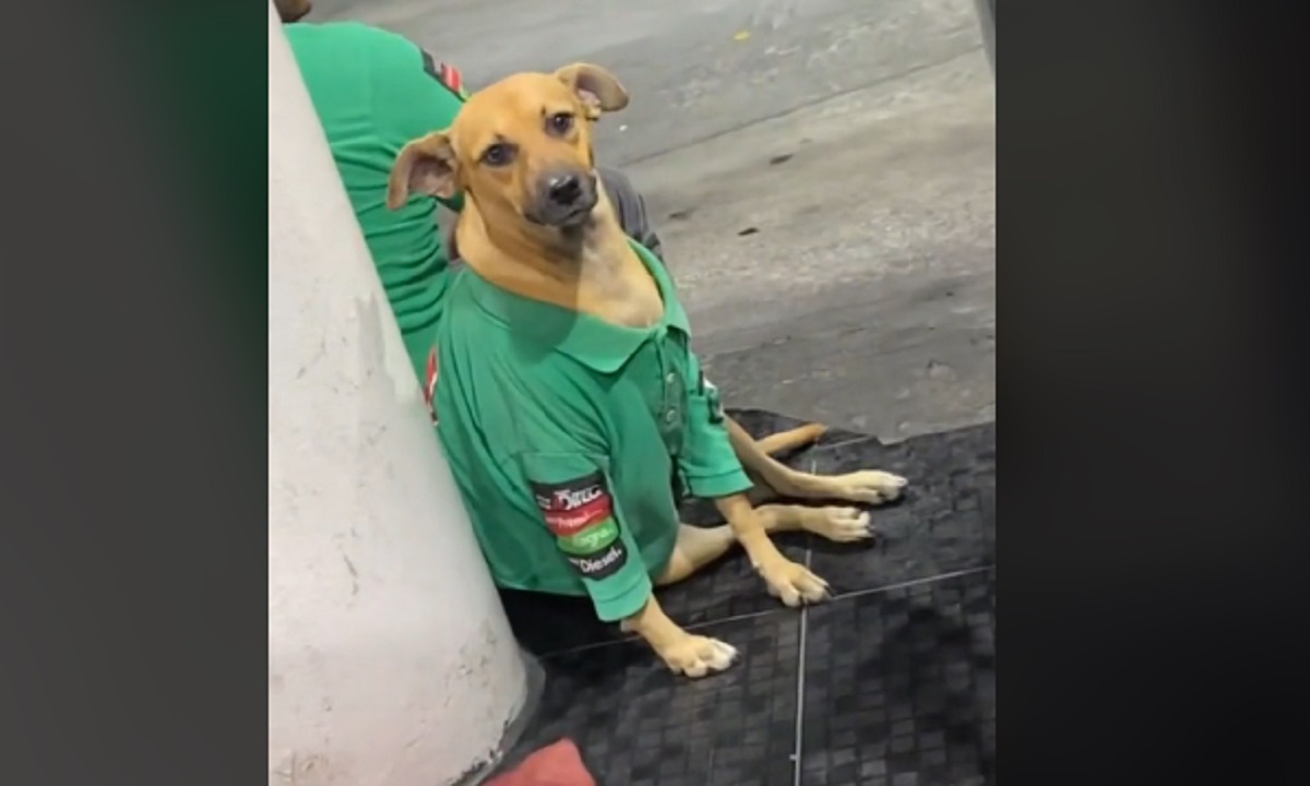 Conoce al 'perrito de la Gas', lomito empleado de gasolinera