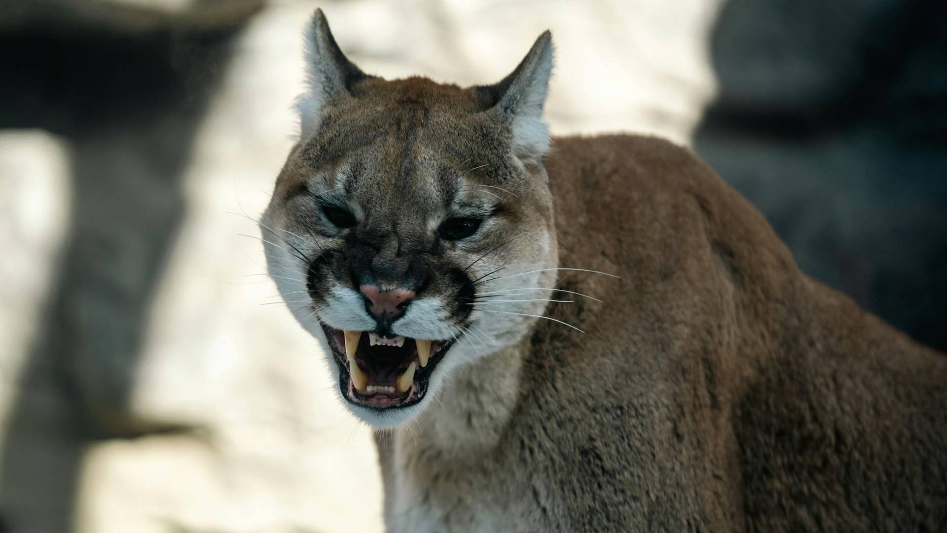 Campesino se enfrenta a un Puma y sobrevive al ataque en Tamaulipas
