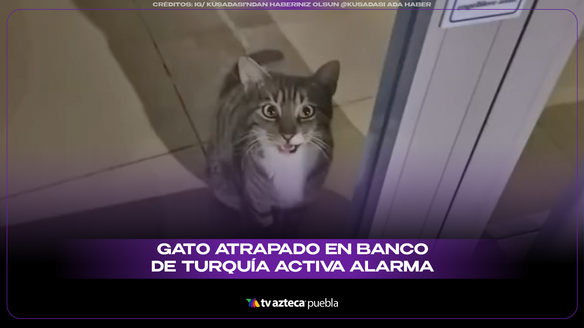 Gato atrapado en banco de Turquía activa alarma y se vuelve viral