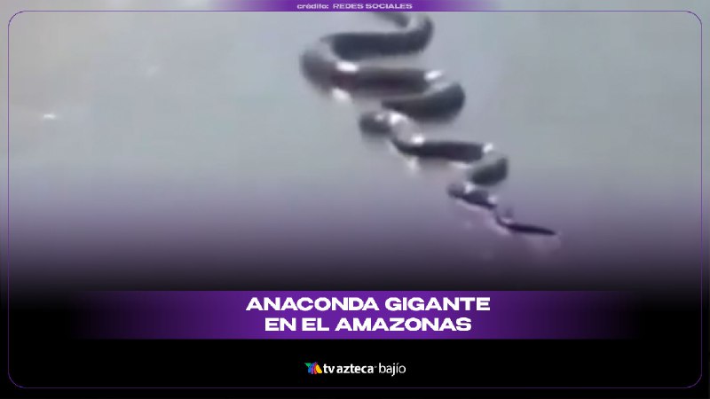 Anaconda gigante en el Amazonas: Sorprendente avistamiento de reptil