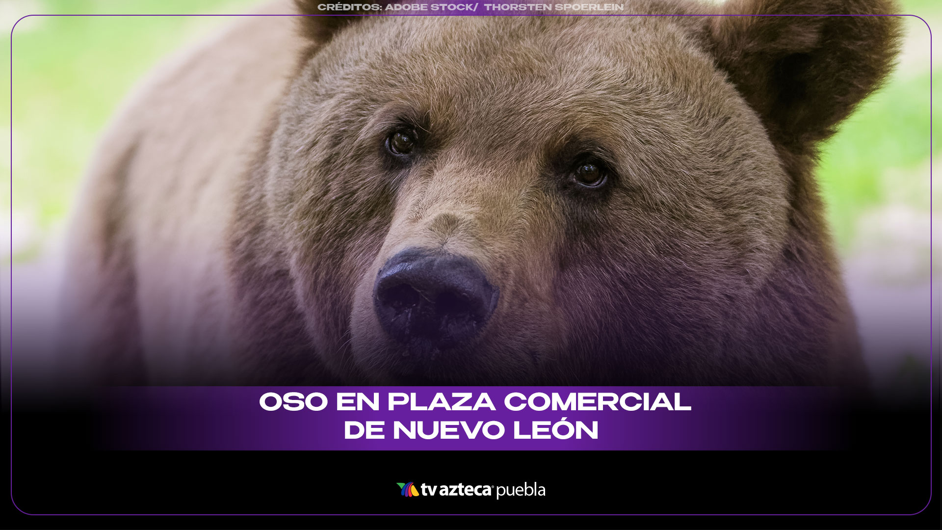 Oso negro sorprende a visitantes en plaza de San Pedro Garza García