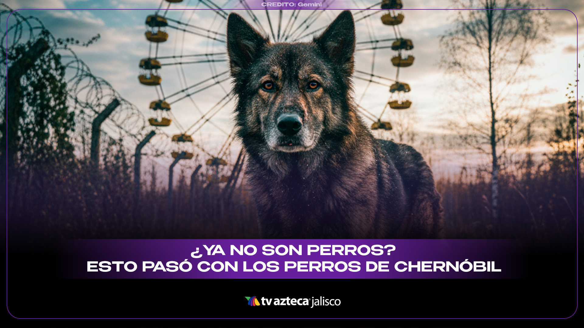 Perros de pelaje azul en Chernóbil: ¿Qué son y por qué cambiaron de color?