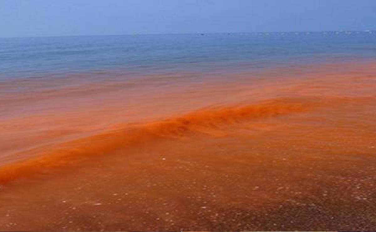 Confirman marea roja en Yucatán: ¿Qué riesgos representa?