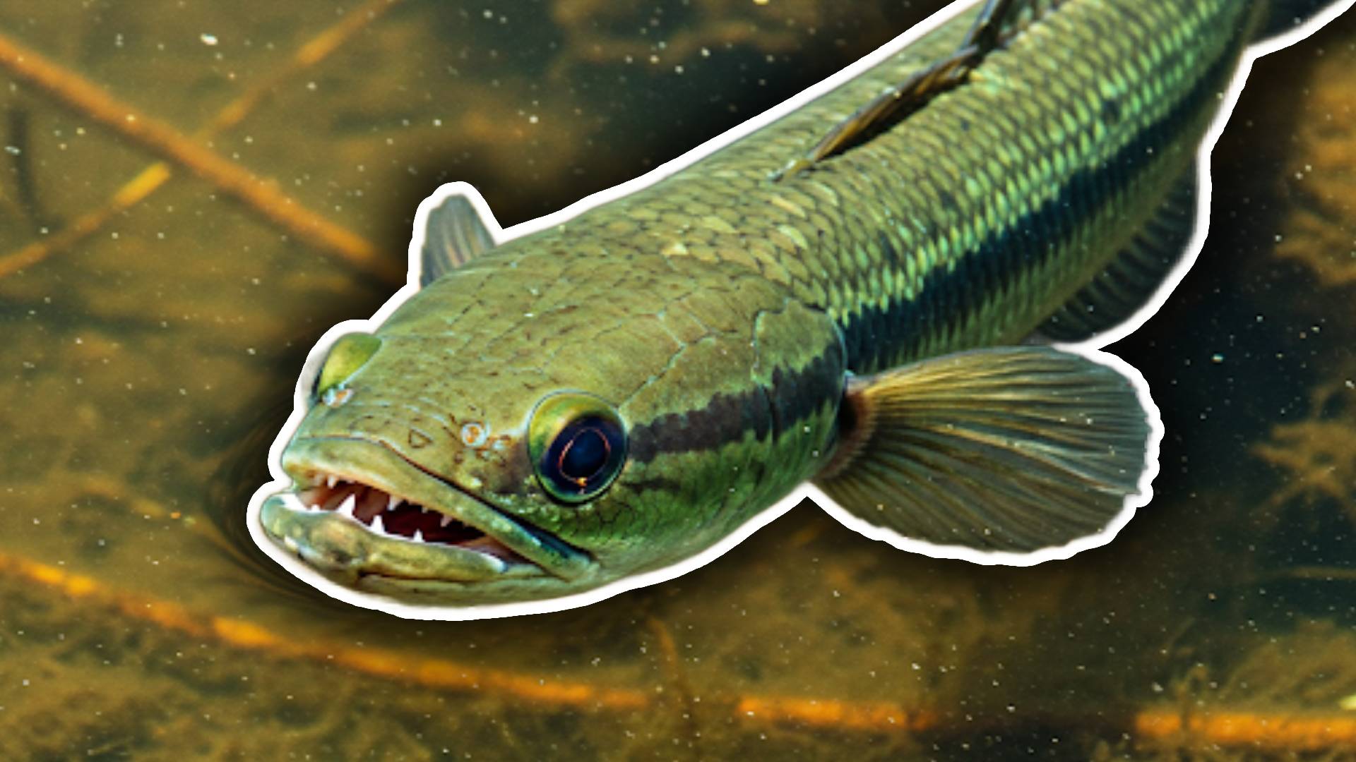 Acuario De Peces Cabeza De Serpiente
