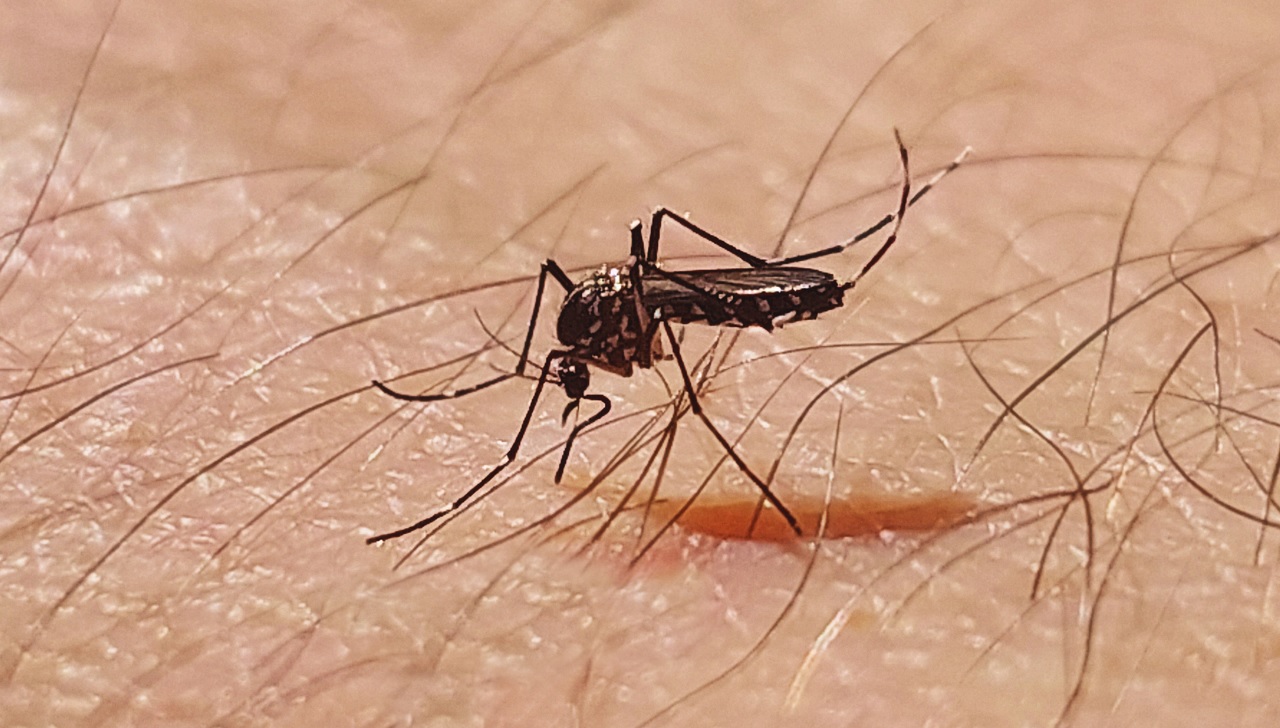 Dengue hemorrágico: Qué es, síntomas, contagio y tratamiento