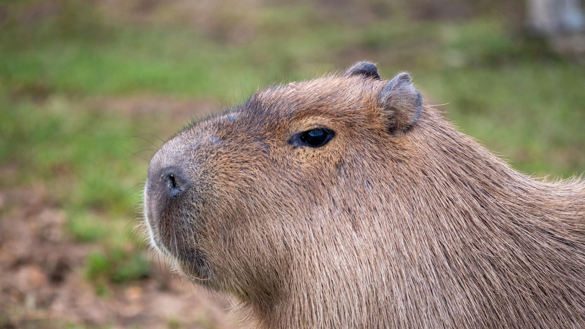 ¿Es legal tener un capibara de mascota en México? Estos son los requisitos