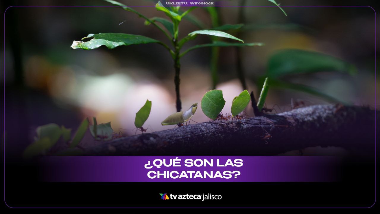 ¿Qué son las chicatanas y por qué son consideradas un manjar ancestral?