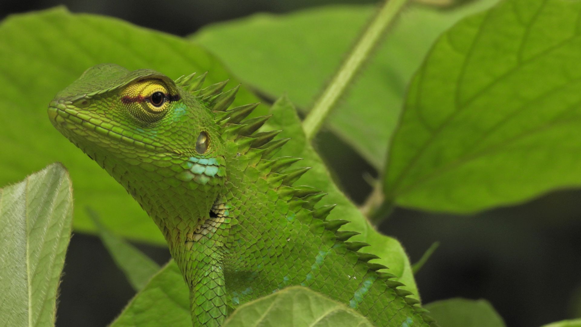 Todo sobre el Día Mundial del Lagarto: origen, especies y curiosidades