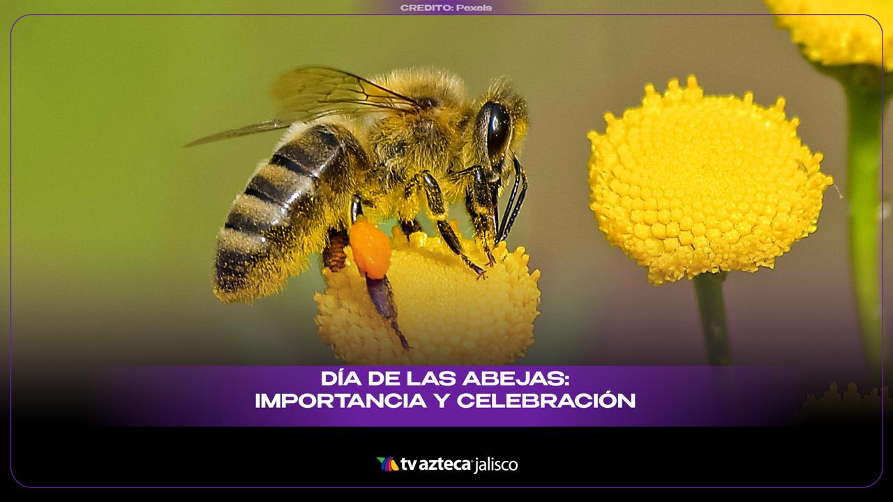 DÍA DE LAS ABEJAS