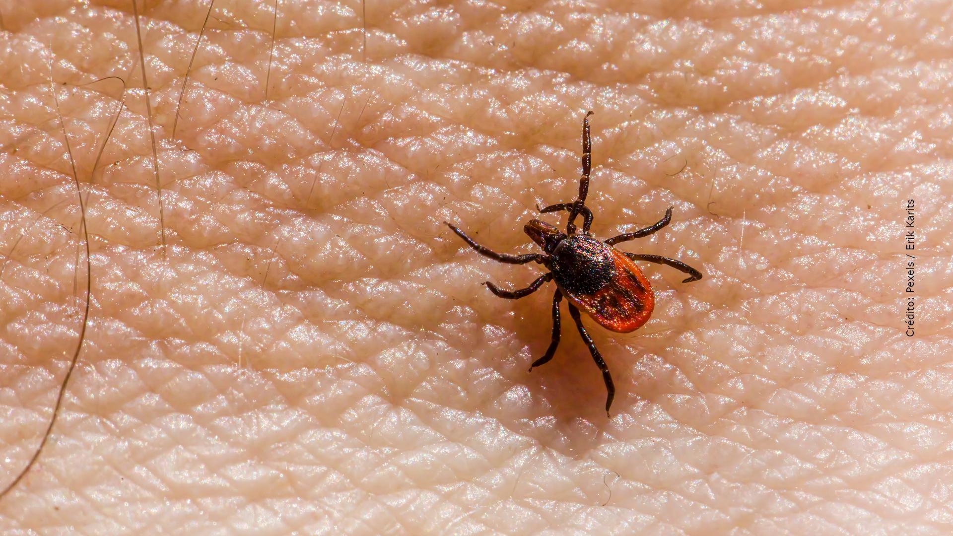 Cómo saber si te picó una garrapata y enfermedades que transmiten