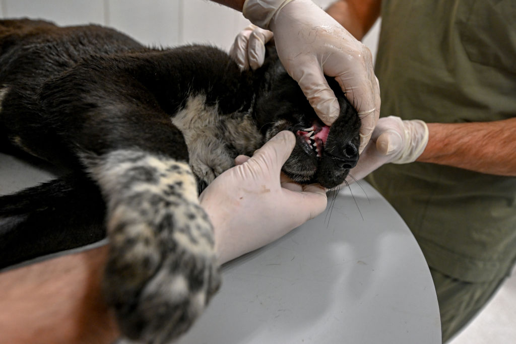 Veterinarios mexicanos, hay “chamba” en Estados Unidos y hasta ofrecen ...