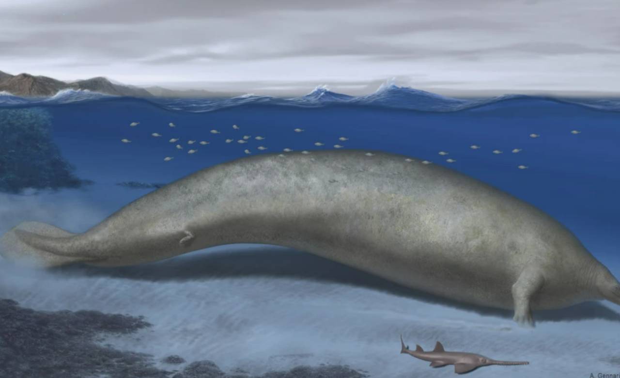 Ballena colosal peruana, el animal más pesado en la Tierra