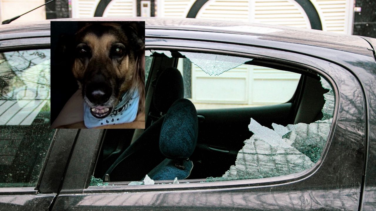 Estados Unidos: Reúnen a perro robado con su dueña en Wichita