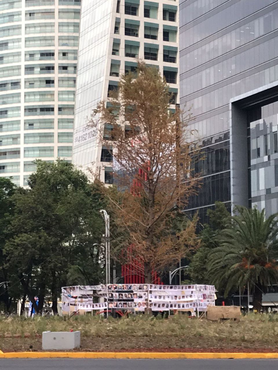 FOTOS: Árbol del ahuehuete tras 8 días de haberse plantado