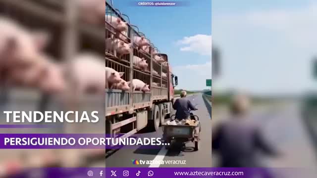 Cerdo lanza de tráiler y se monta en vehículo para huir (VIDEO)