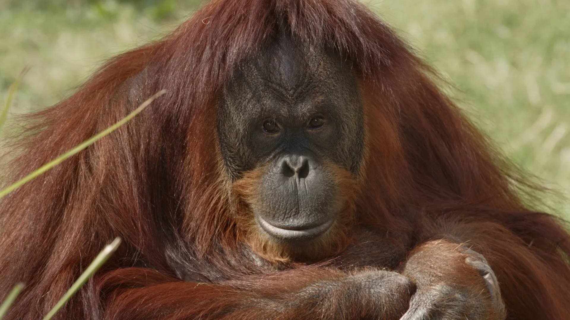 Día de las Especies en Peligro Extinción 2025: Por qué este año es 16 ...