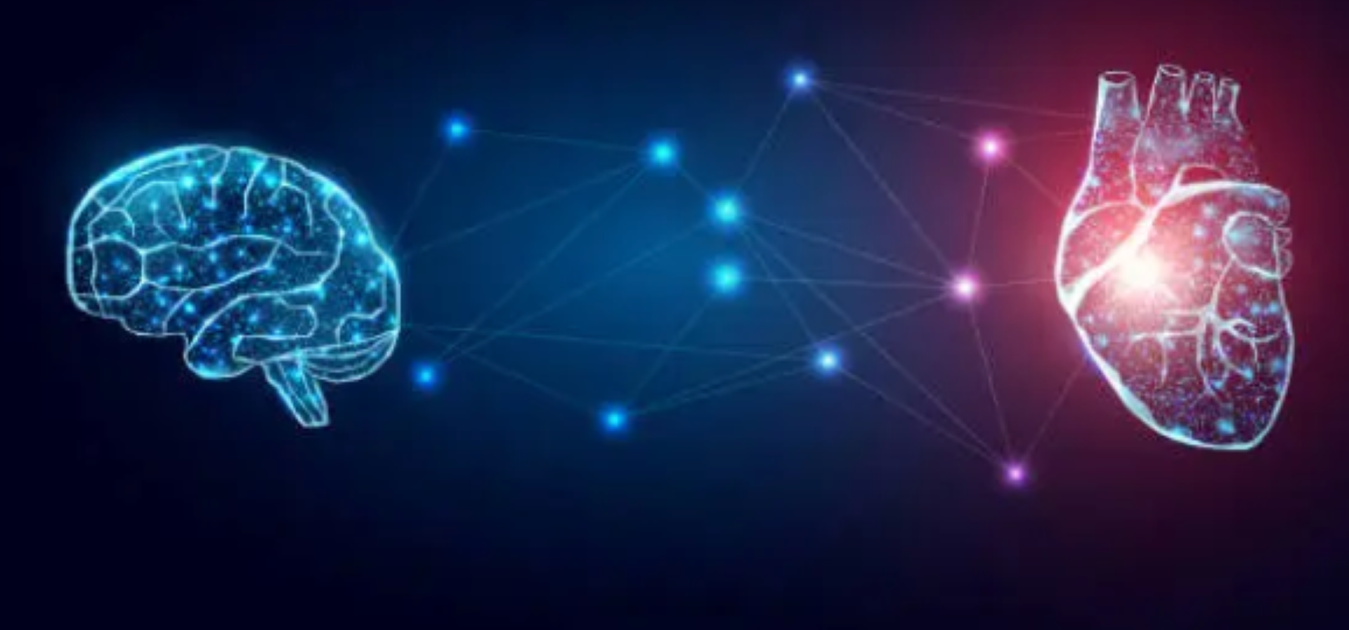 Conozca la conexión entre el cerebro y el corazón