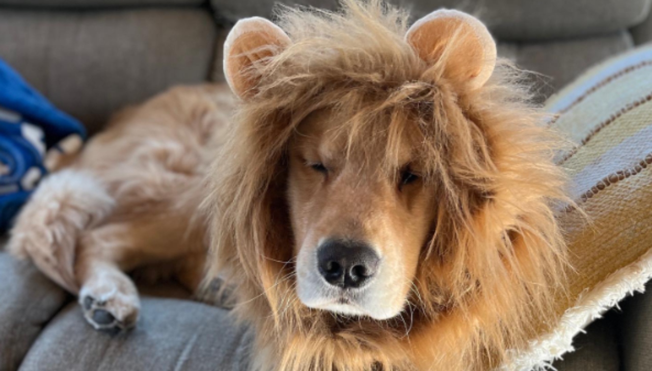 El rey de la casa: Video de un perro disfrazado de león es furor en las ...