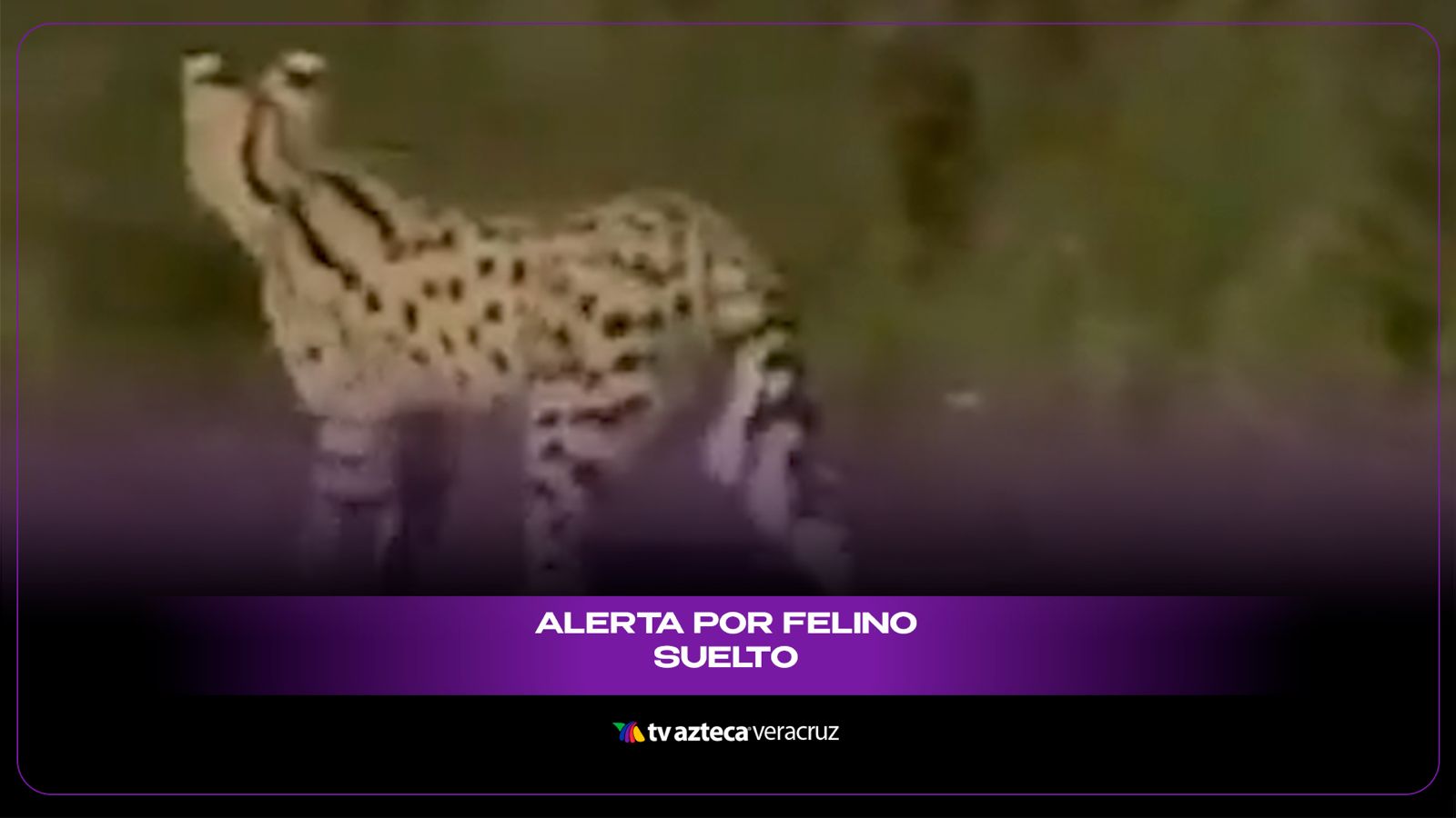 ¿Qué se sabe del felino exótico suelto en la Riviera Veracruzana de ...