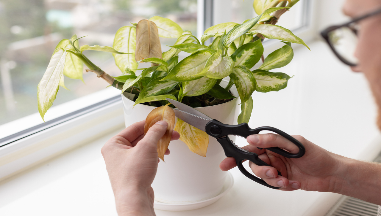 ¿Cómo revivir una planta marchita?