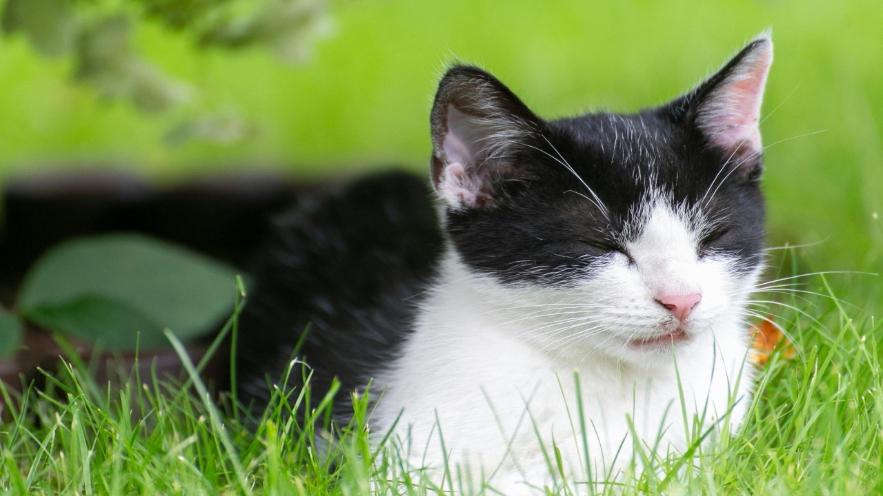 Descubren un nuevo "tipo" de gato; ¿Cómo luce y cuáles son sus ...