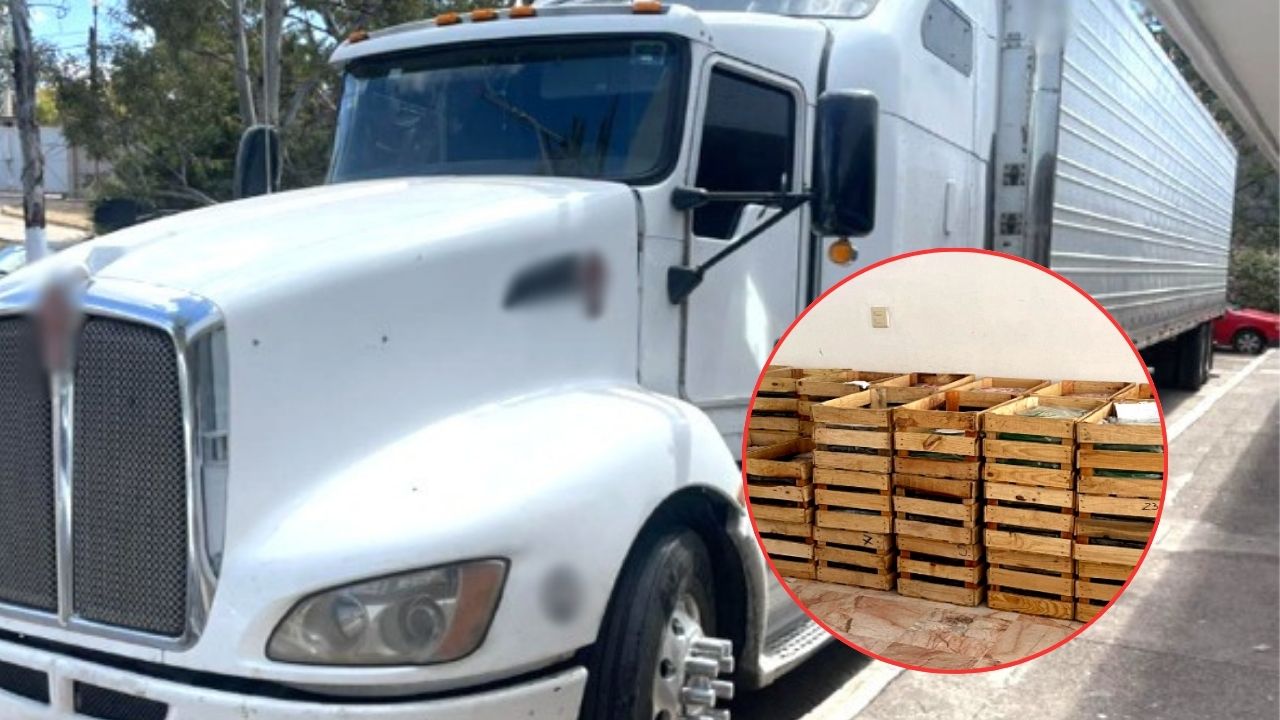 FOTOS: Trailero traficante escondía 600kg de cocaína entre nopales en Michoacán