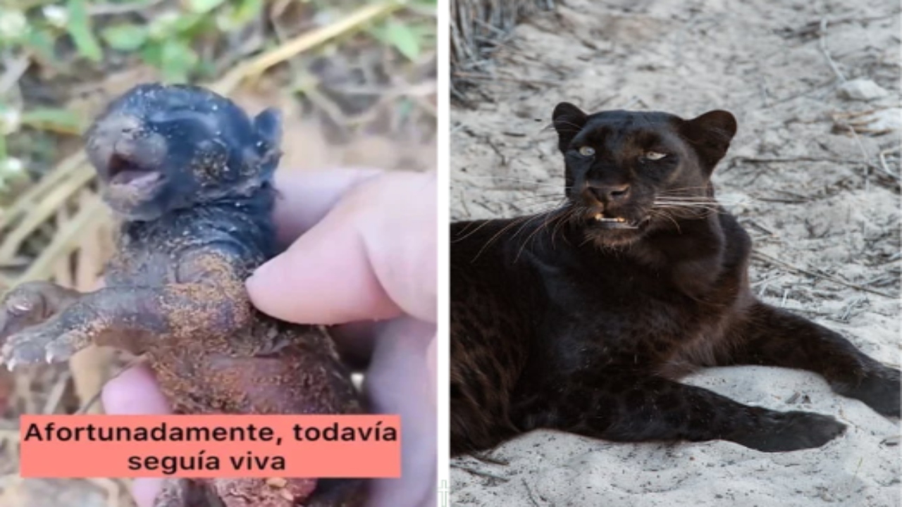VIDEO: Mujer rescata a "gato" bebé que resulta ser una pantera negra
