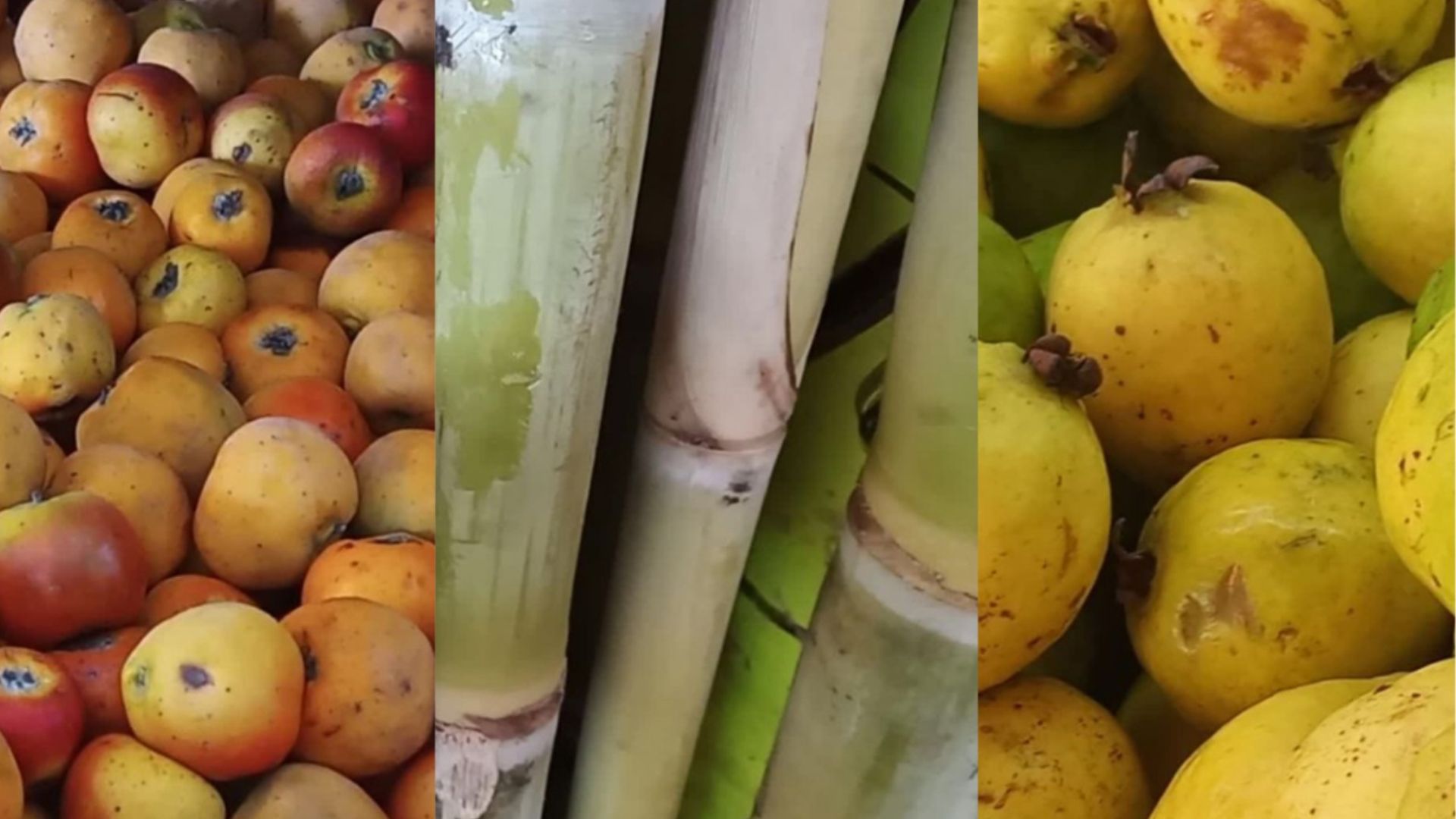 ¿Cuáles son los precios de las frutas de temporada en Querétaro?